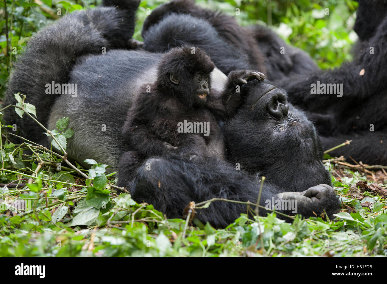 Mountain Gorilla (Gorilla gorilla beringei) one and a half year old ...