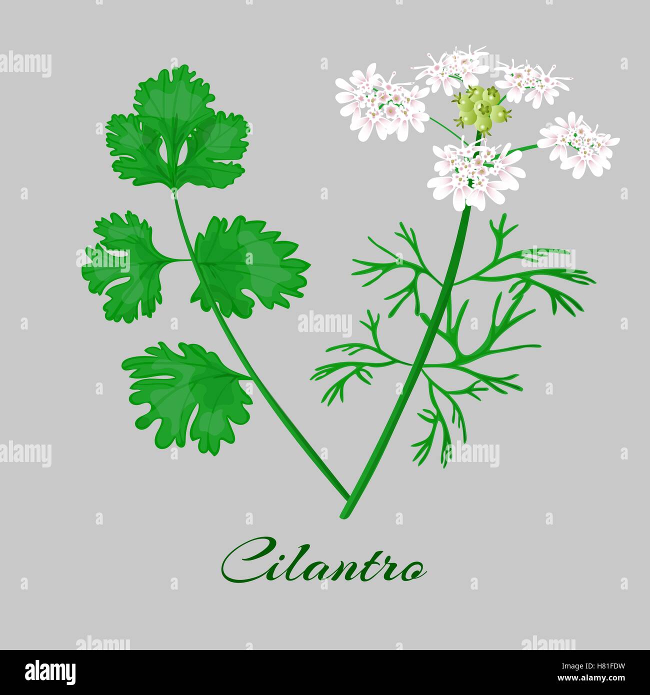 Mexican coriander Stock Vector Images - Alamy