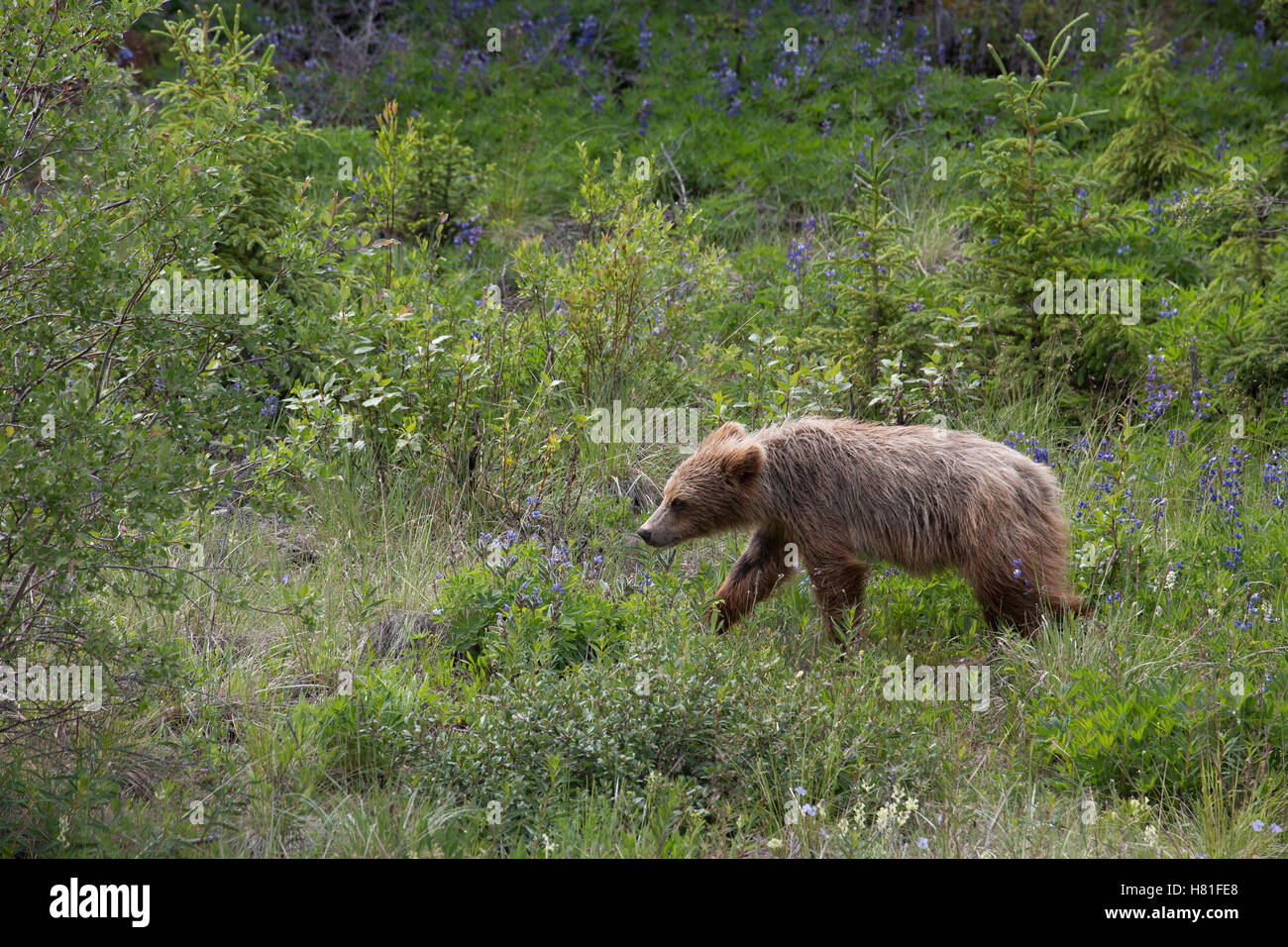 Grizzly Bear (Ursus arctos horribilis) yearling, Kluane National Park ...
