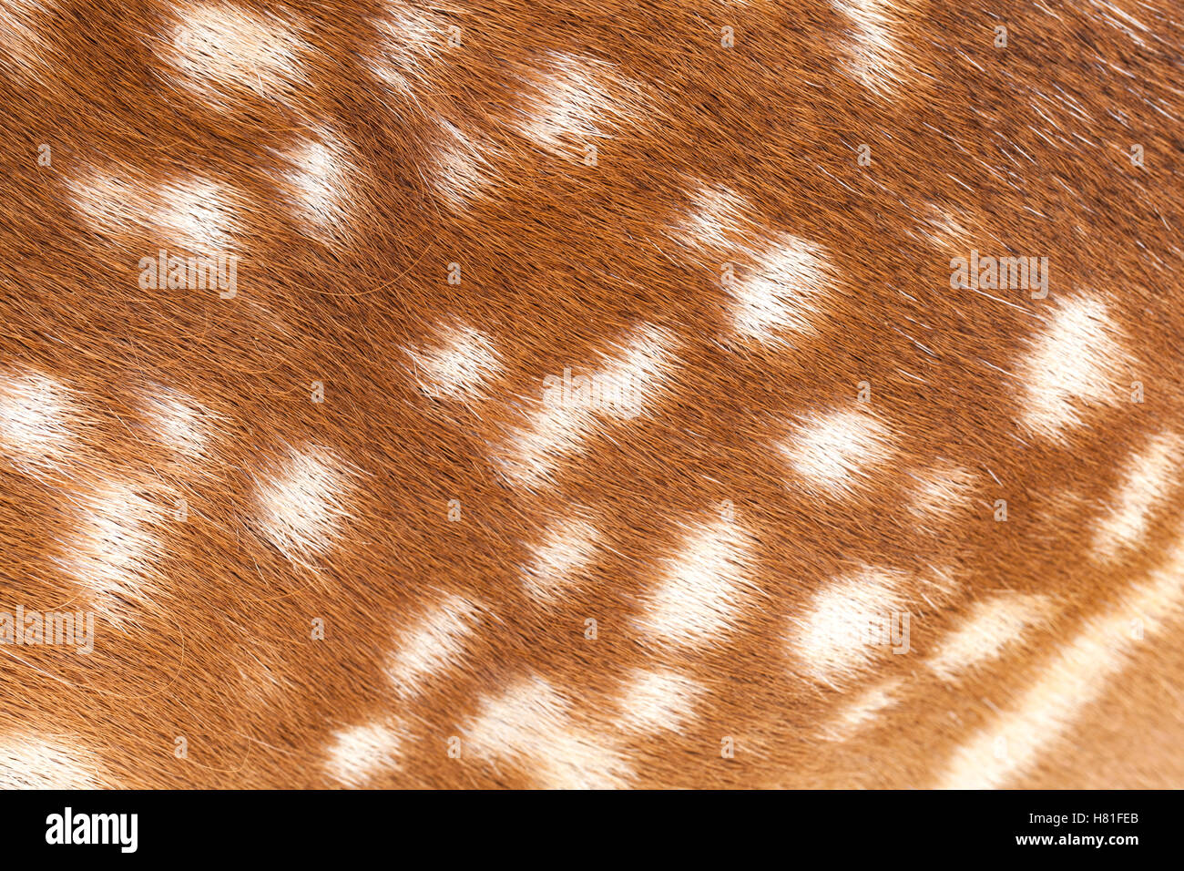 Deer Hide Texture