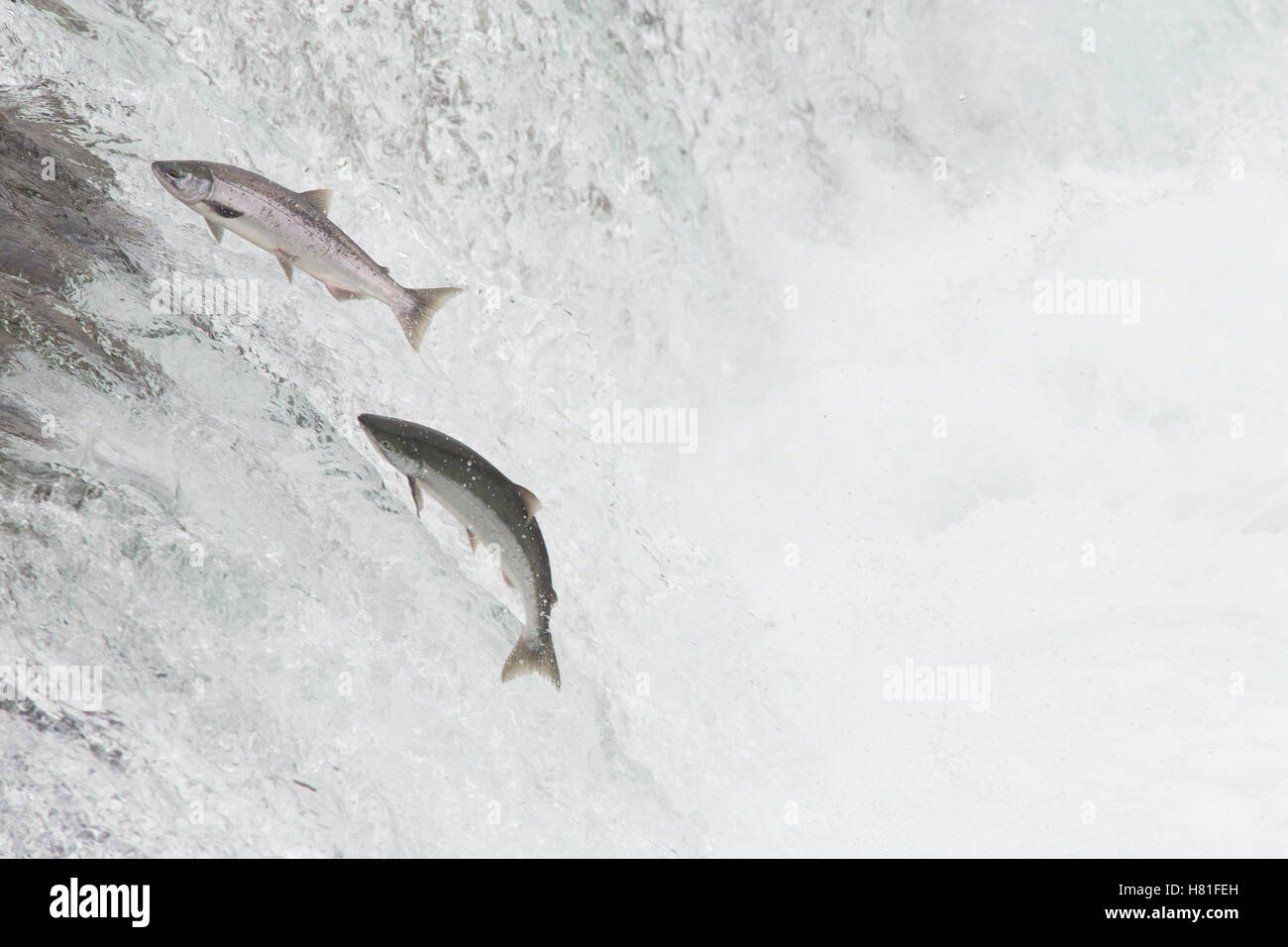 Sockeye Salmon (Oncorhynchus nerka) pair jumping up waterfall, Brooks ...
