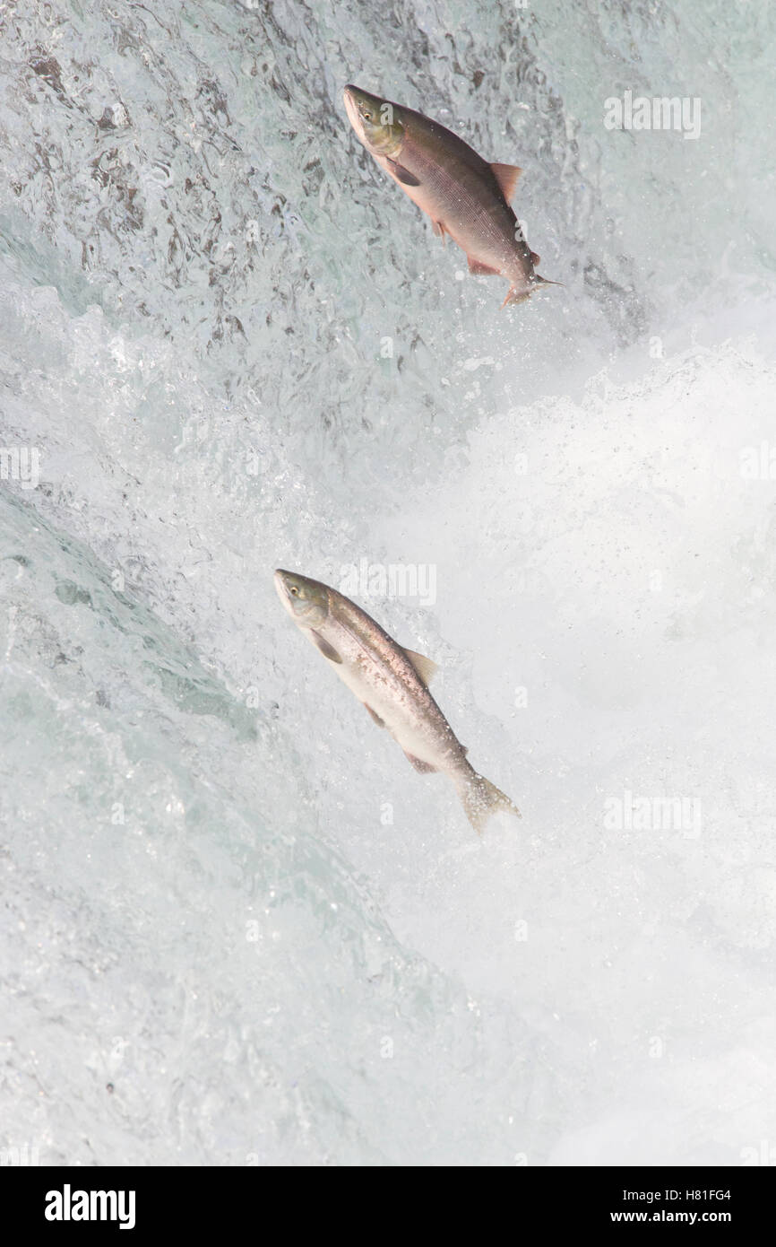 Sockeye Salmon (Oncorhynchus nerka) pair jumping up waterfall, Brooks ...