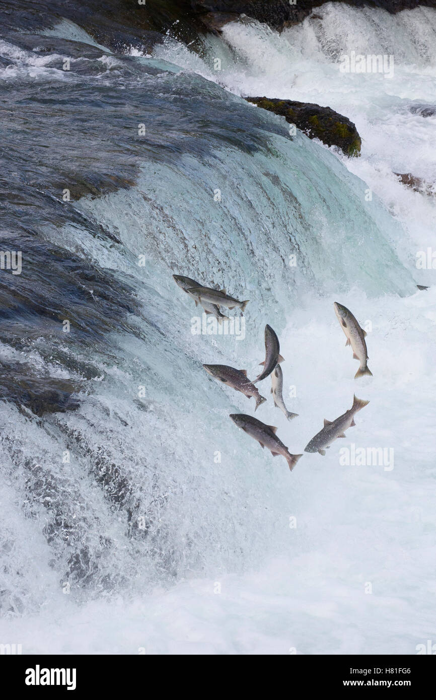 Sockeye Salmon Oncorhynchus Nerka Group Jumping Up Waterfall Brooks Falls Katmai National