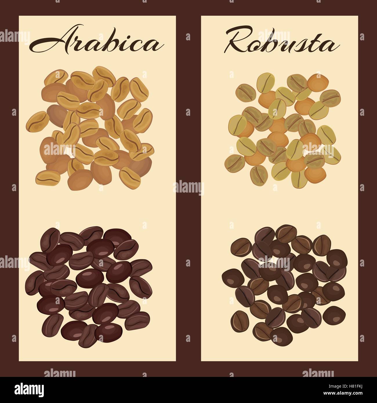 Arabica and robusta coffee beans. Green and roasted. Vector ...