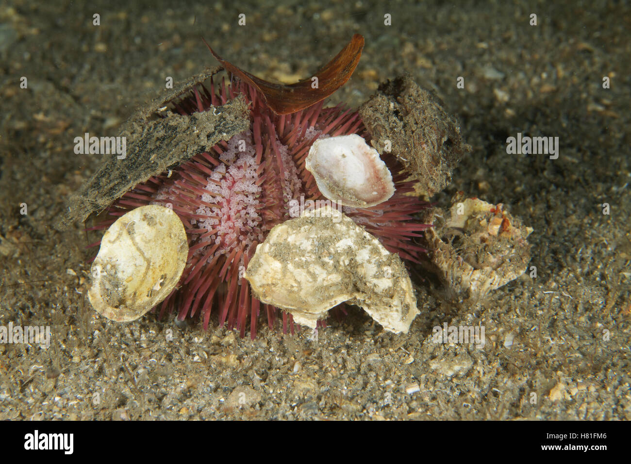 Sea Urchin (Lytechinus variegatus) covered with coral and shells to ...