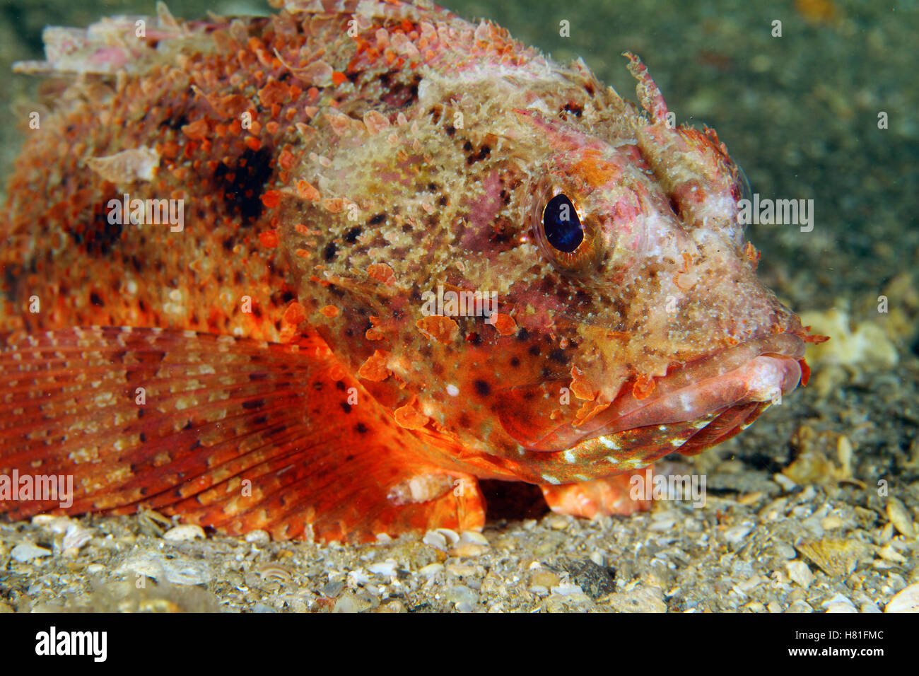 Coral Scorpionfish (Scorpaena albifimbria), West Palm Beach, Florida ...