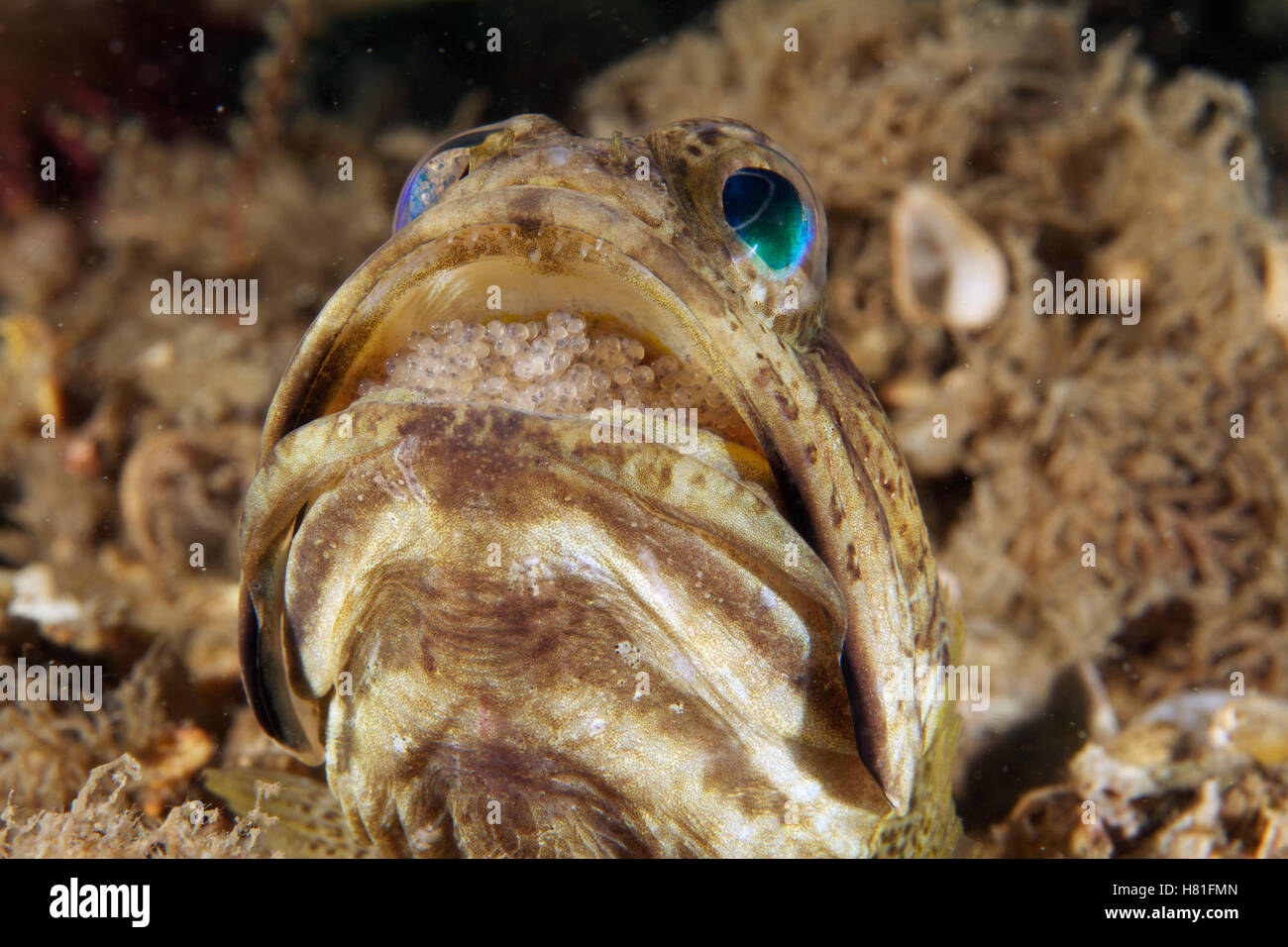 Banded Jawfish (Opistognathus macrognathus) male incubating and ...