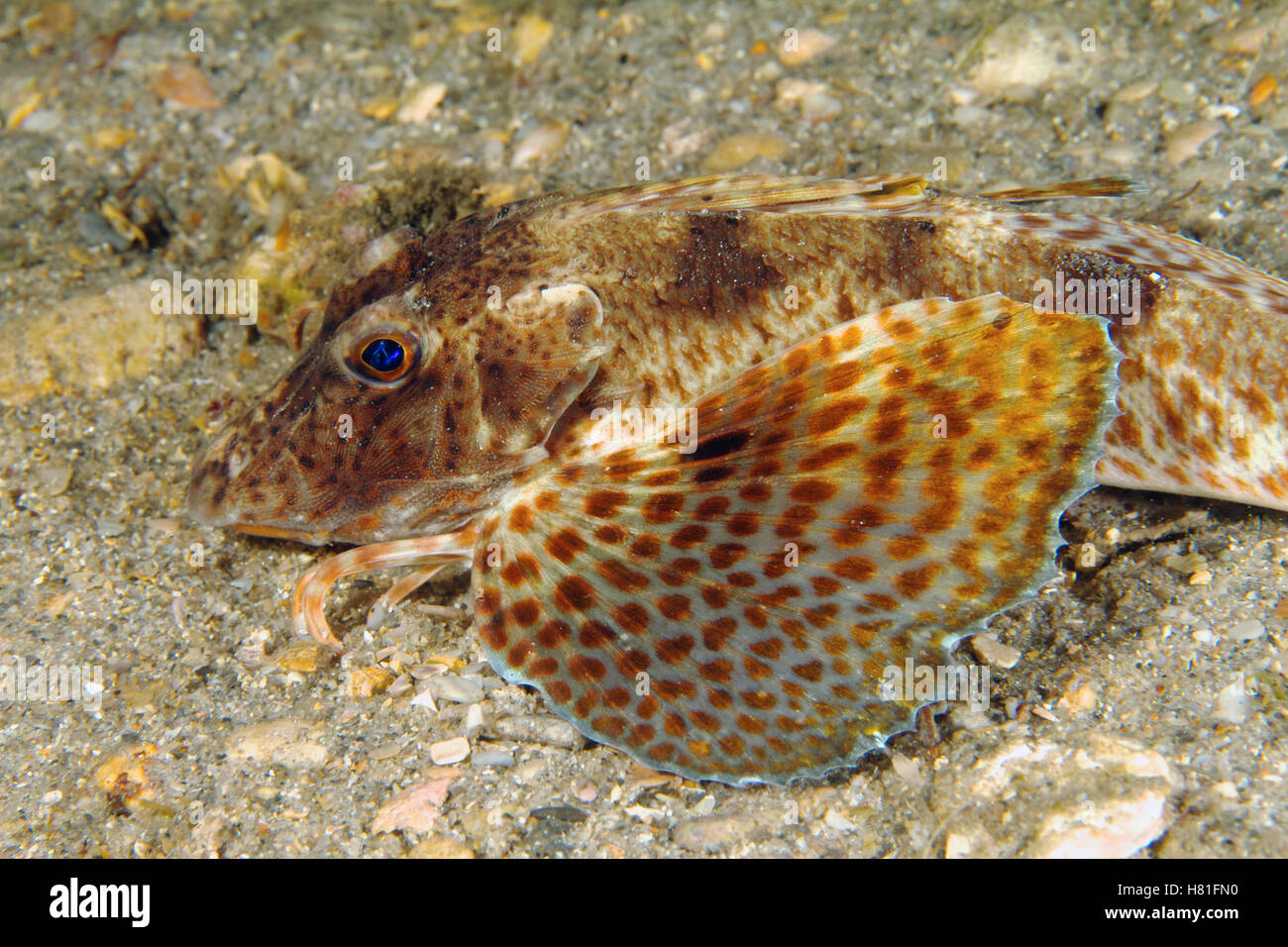 Bluespotted Searobin (Prionotus roseus), West Palm Beach, Florida Stock ...