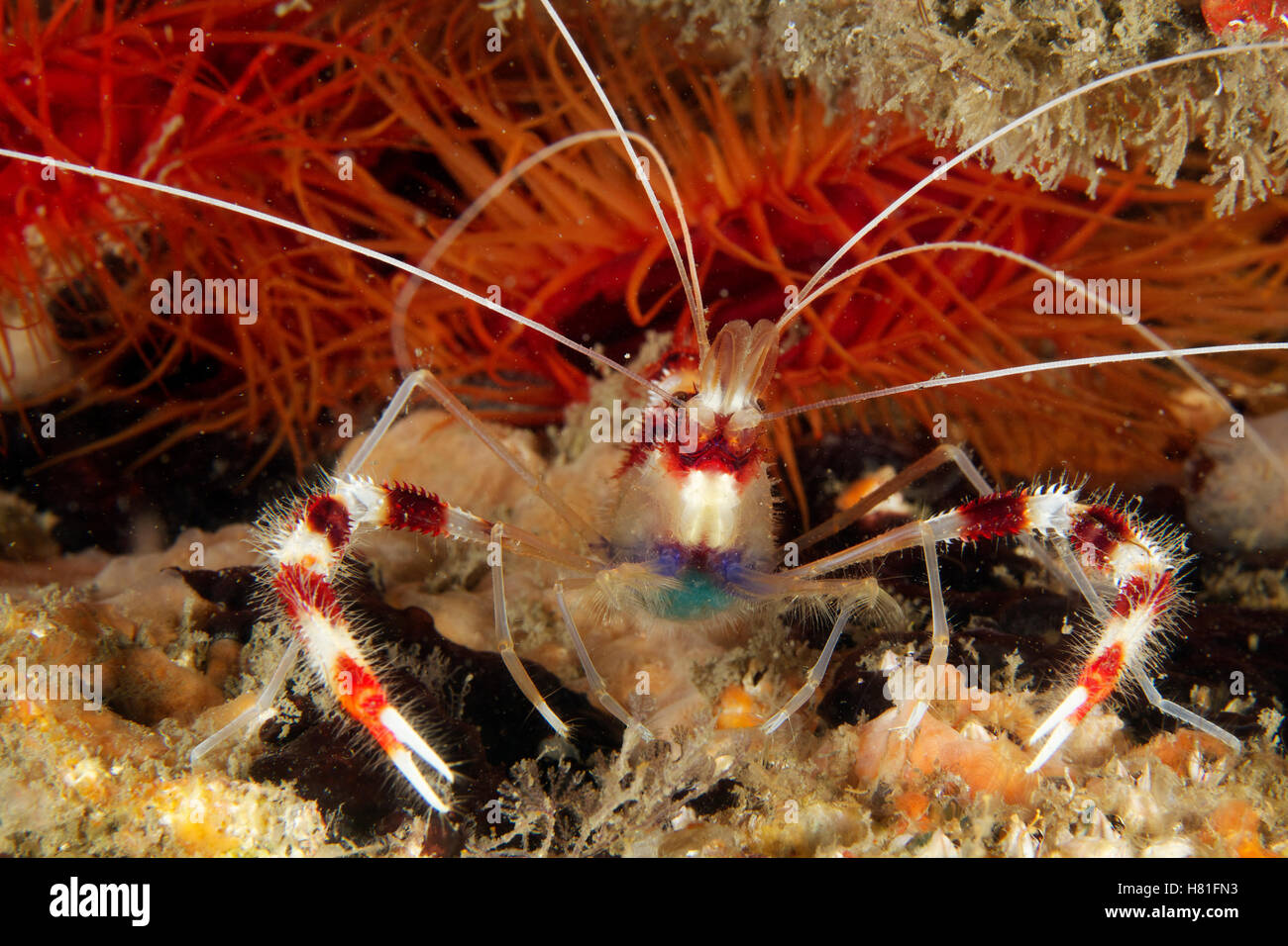 Banded Coral Shrimp (Stenopus hispidus) in front of Flame Scallops ...