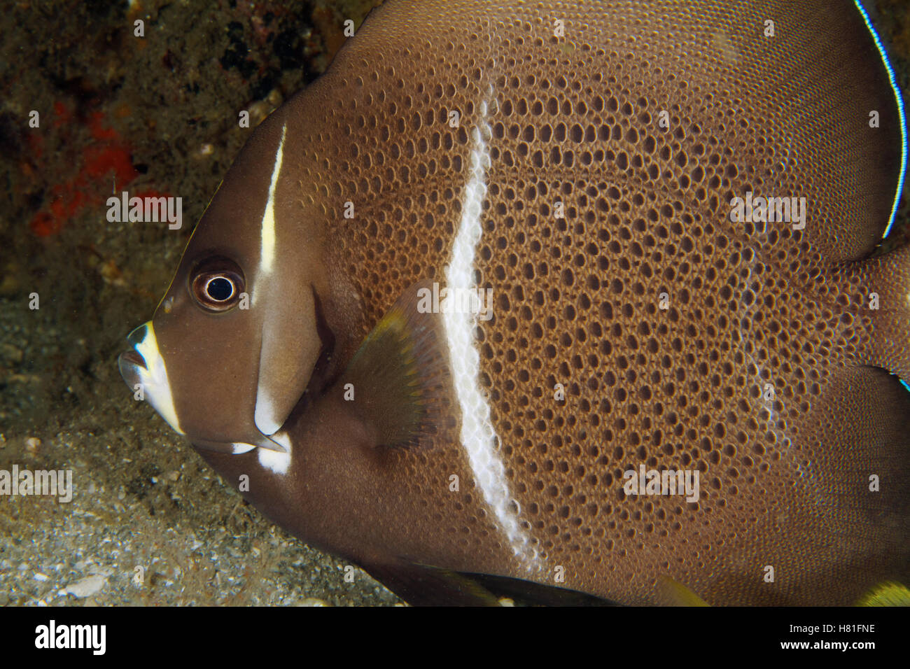 Gray Angelfish (Pomacanthus arcuatus) juvenile, West Palm Beach ...