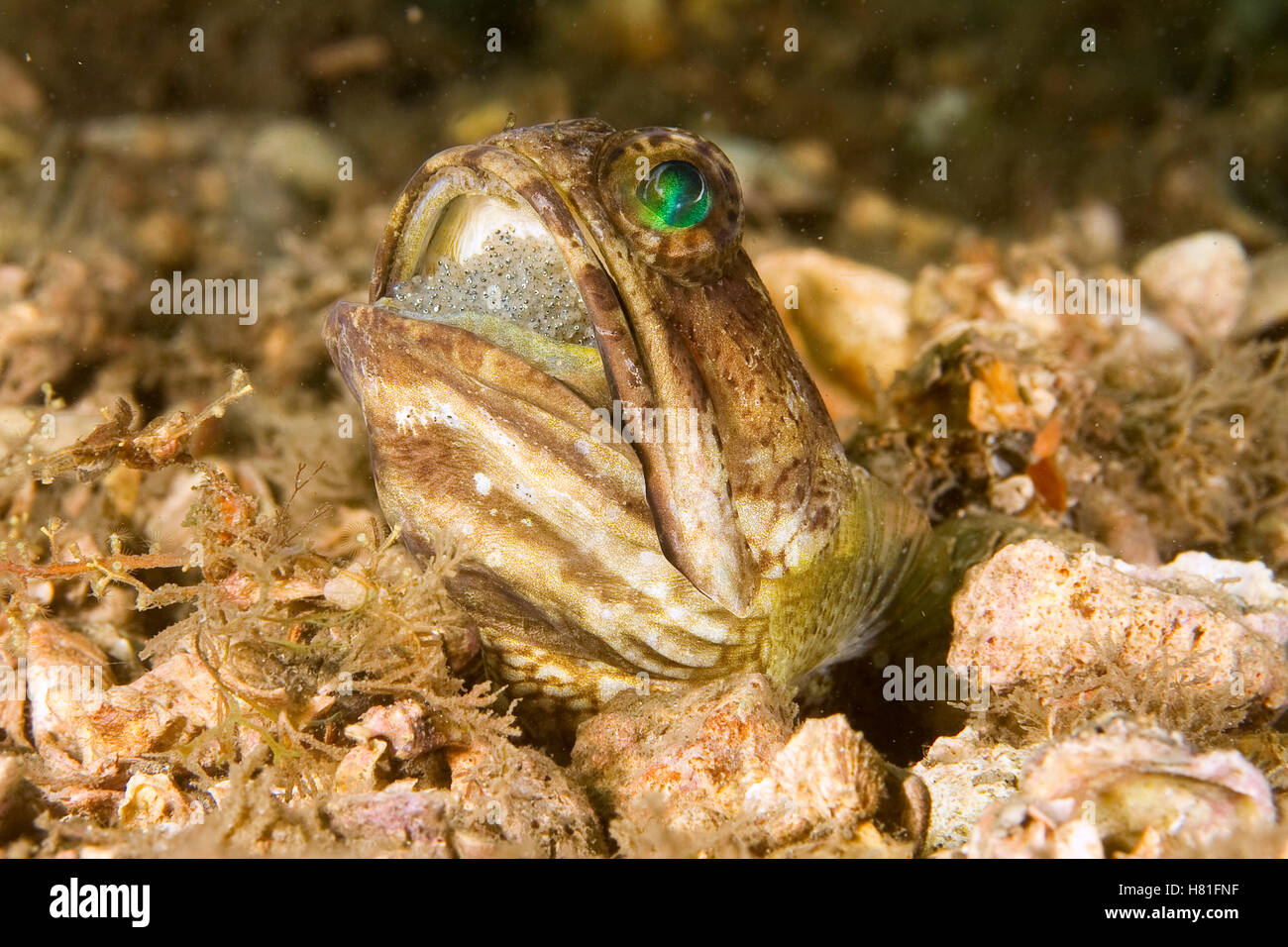 Banded Jawfish (Opistognathus macrognathus) male incubating and ...