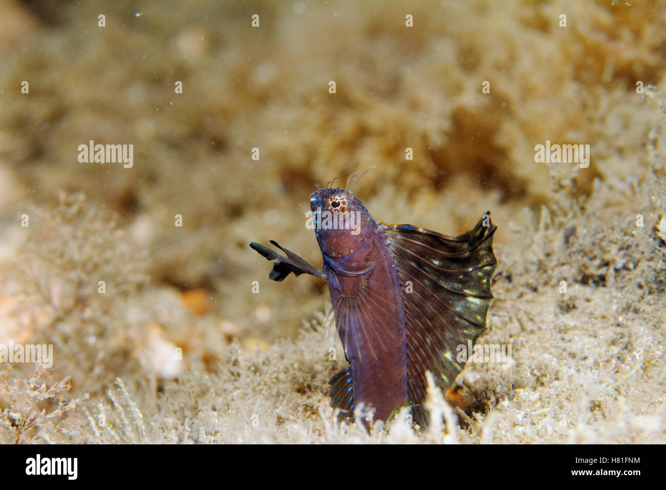Sailfin Blenny (Emblemaria pandionis) male courting, West Palm Beach ...