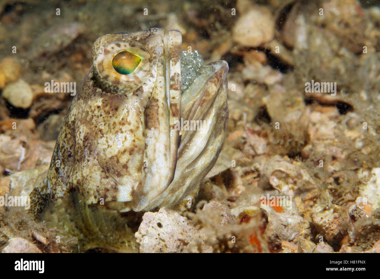 Banded Jawfish (Opistognathus macrognathus) male incubating and ...