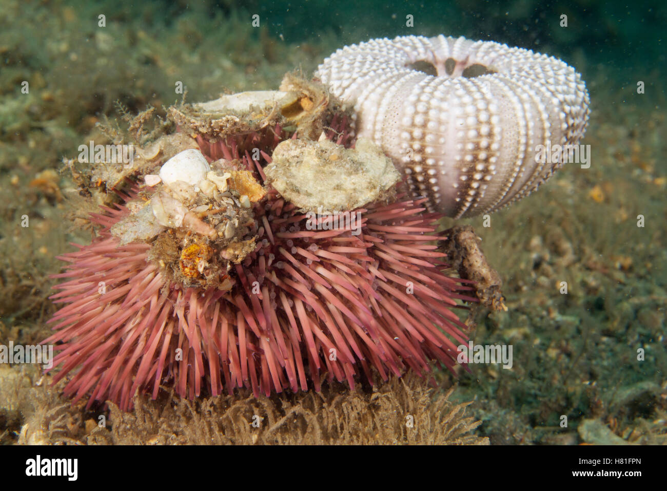 Sea Urchin (Lytechinus variegatus) covered with coral, shells, and urchin skeleton to prevent ...