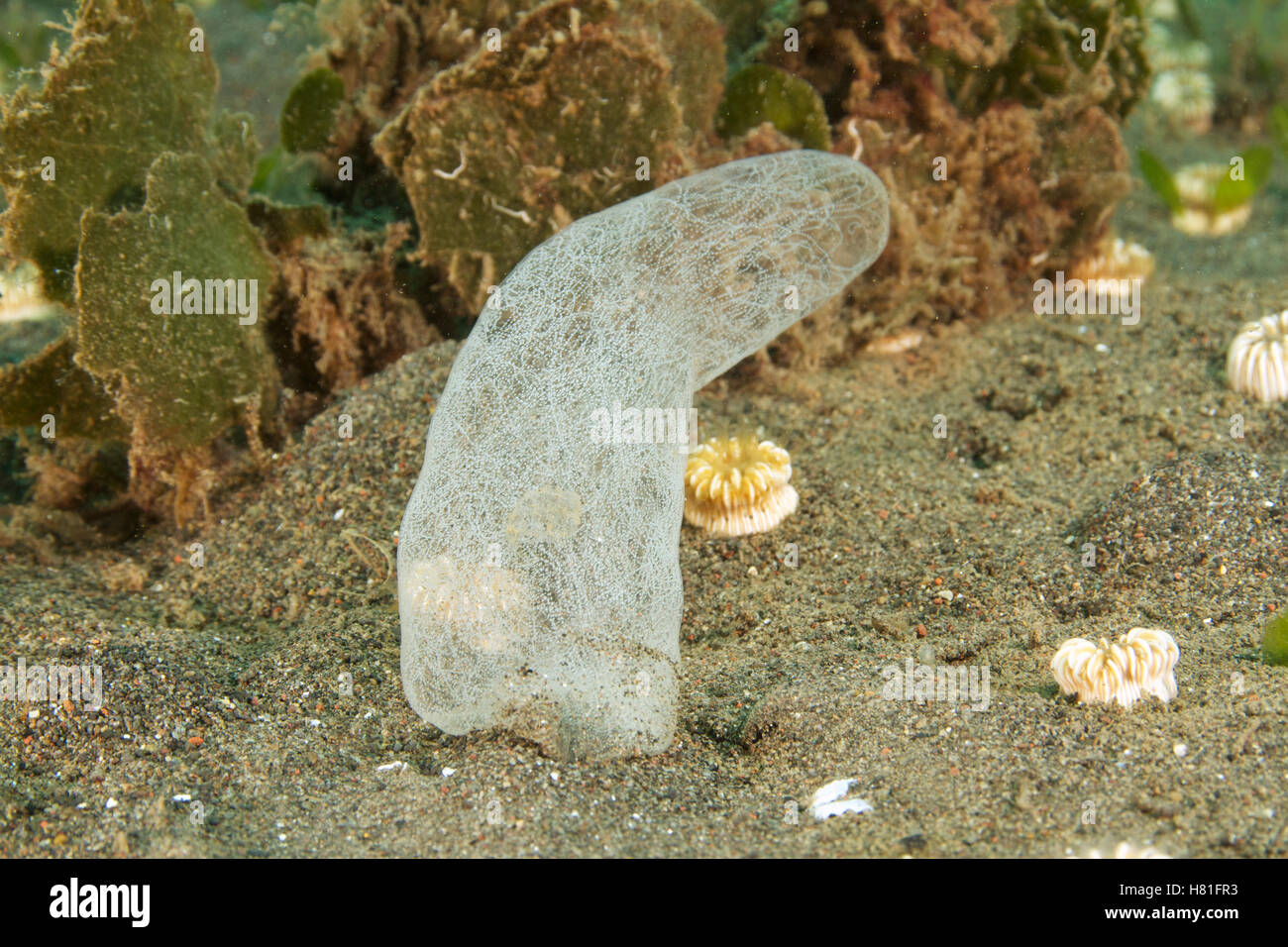 Lionfish (Scorpaenidae) egg mass, Bali, Indonesia Stock Photo - Alamy