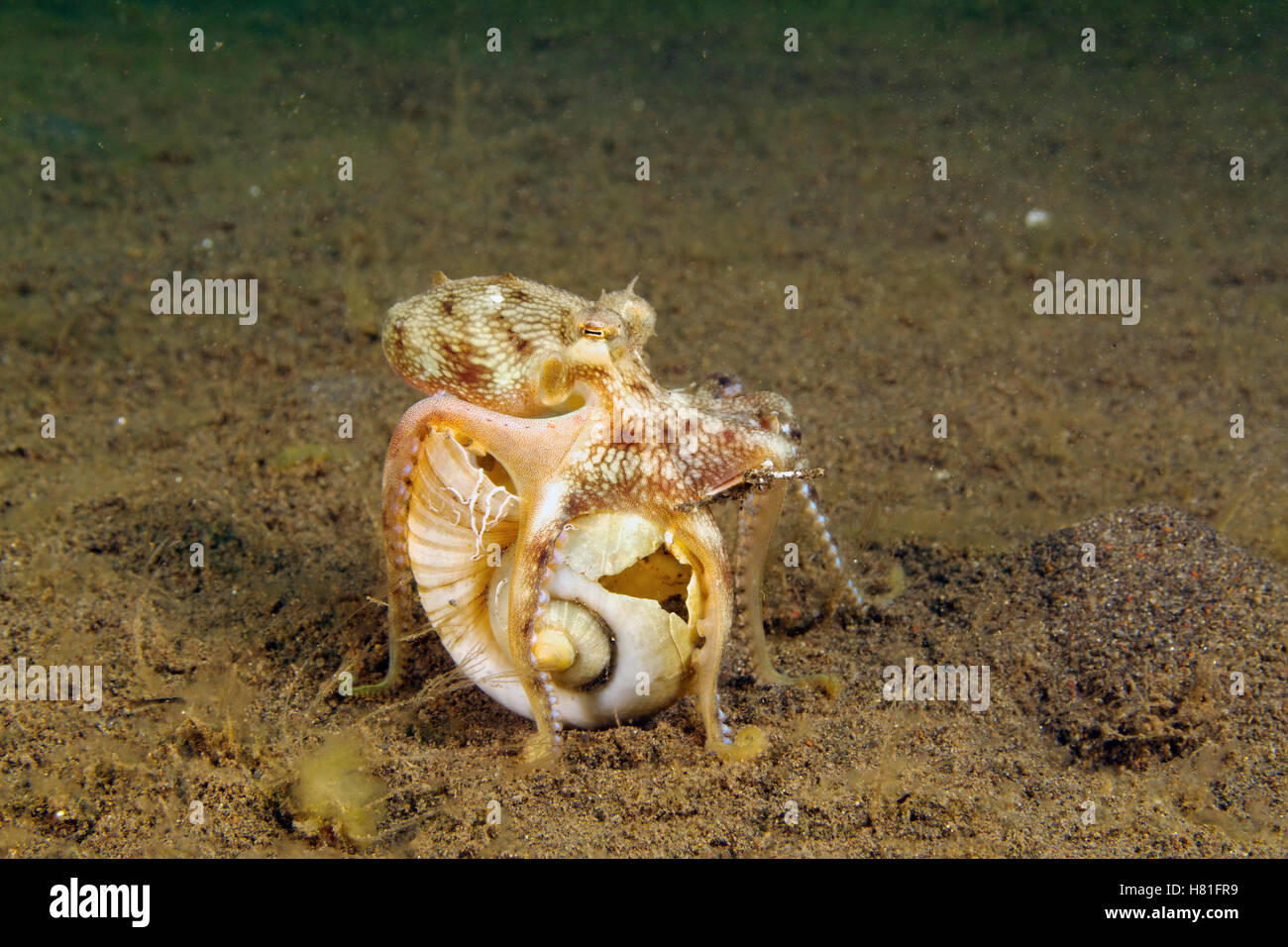 Coconut Octopus (Amphioctopus marginatus) carrying shell to use as a ...