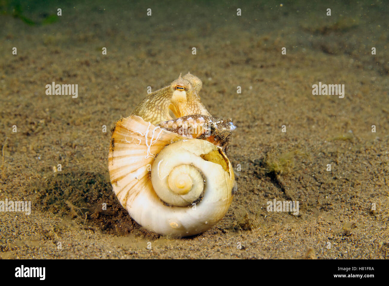 Coconut Octopus (Amphioctopus marginatus) hiding in shell, Bali ...