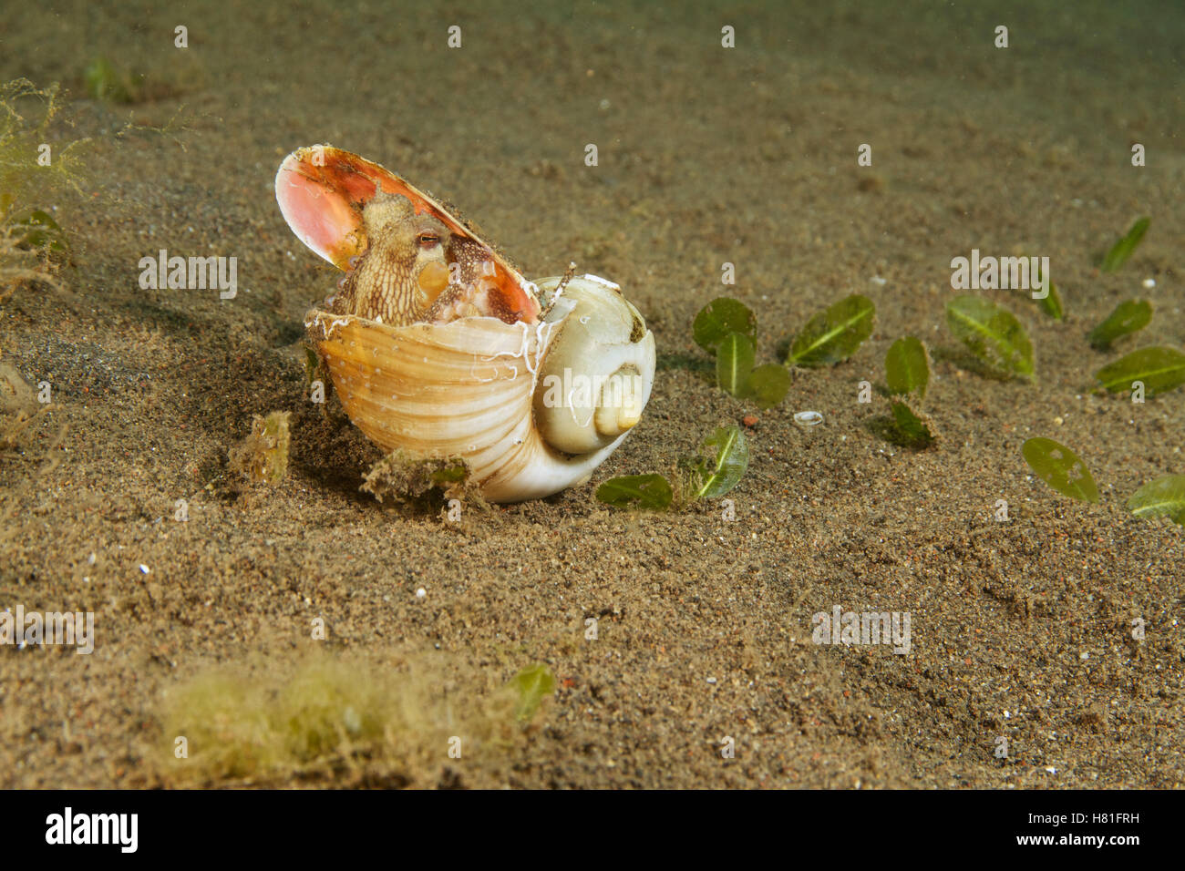 Coconut Octopus (Amphioctopus marginatus) hiding in shell, Bali ...