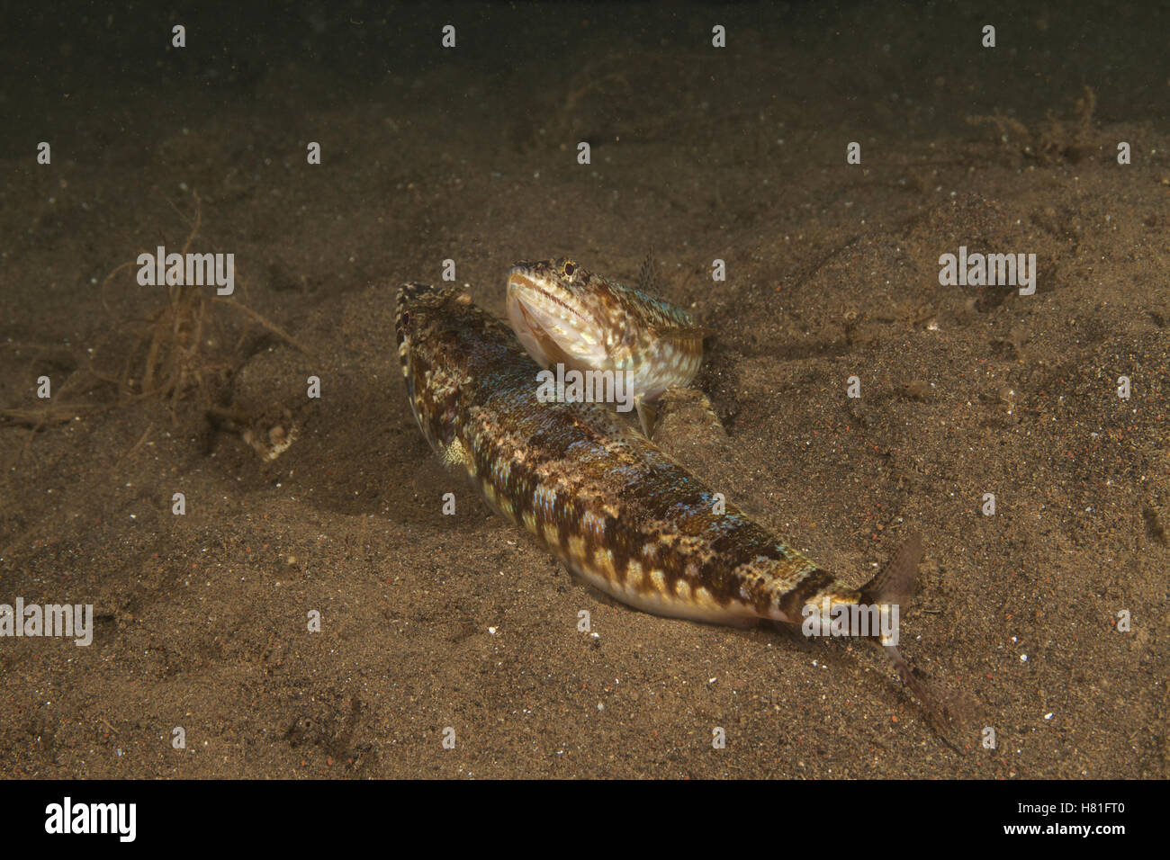 Variegated Lizardfish (Synodus variegatus) pair, Bali, Indonesia Stock ...