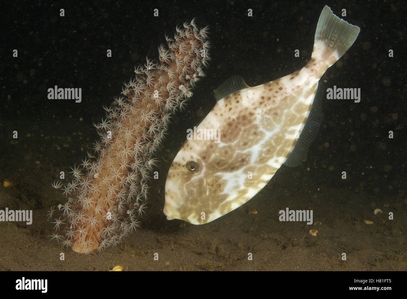 Unicorn Leatherjacket (Aluterus monoceros) sleeping at which point its ...