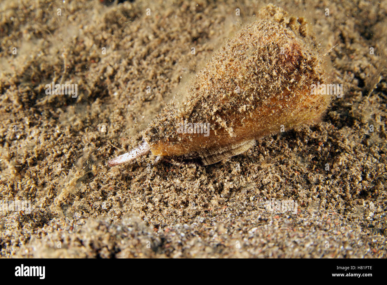 Cone Shell (Conus sp), Bali, Indonesia Stock Photo - Alamy