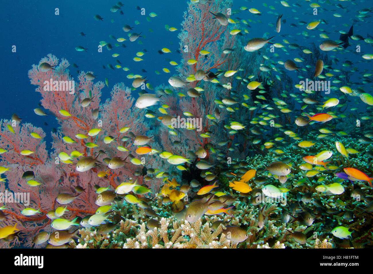 Anthias (Anthias sp) and Damselfish (Chromis sp) school among staghorn ...