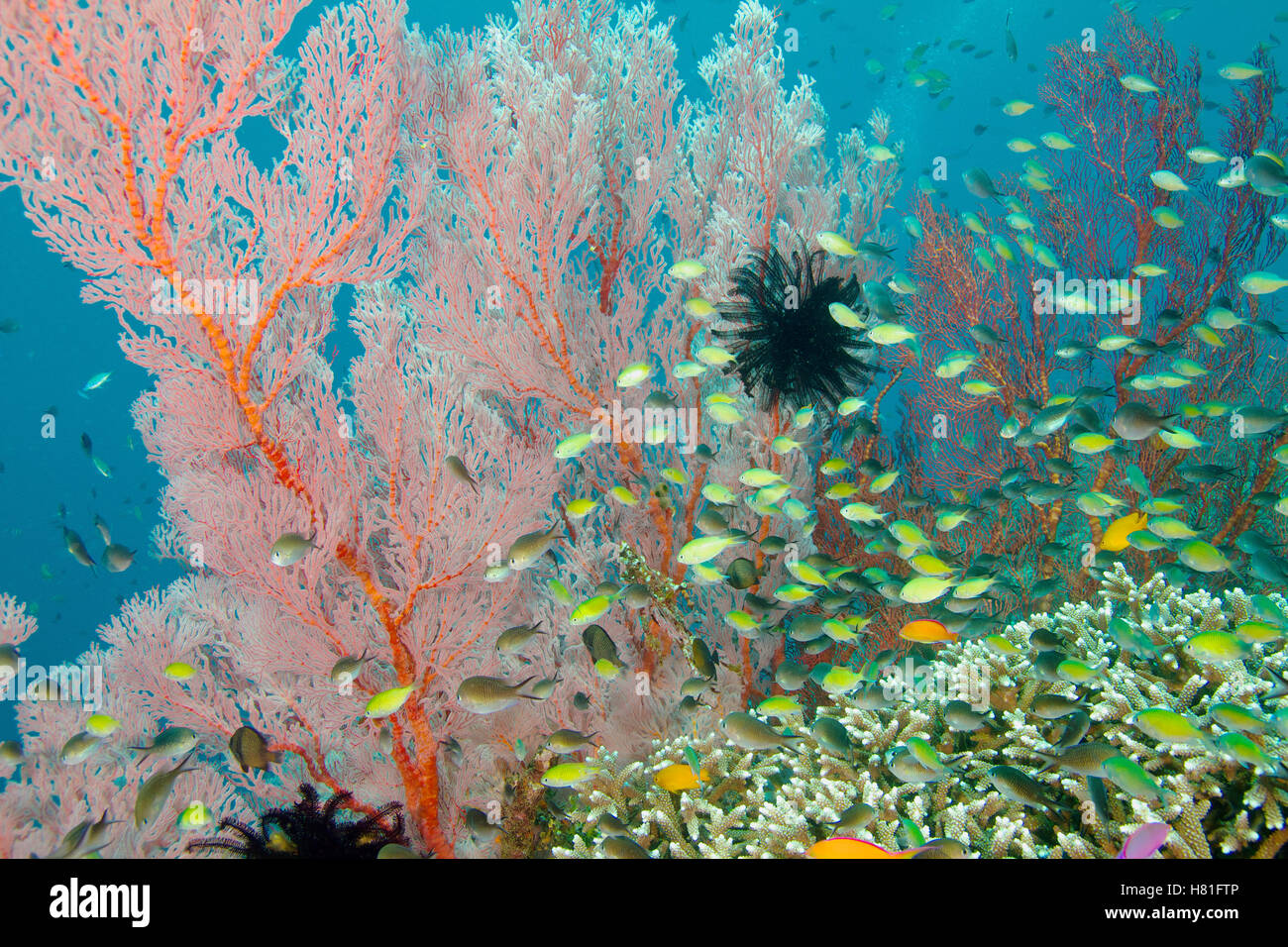 Anthias (Anthias sp) and Damselfish (Chromis sp) school among staghorn ...