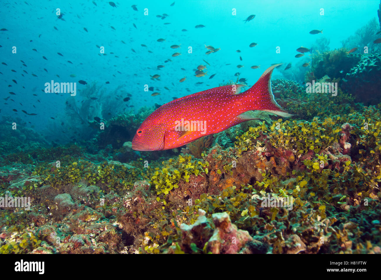 Coronation Grouper (Variola louti) swimming over coral reef, Bali ...