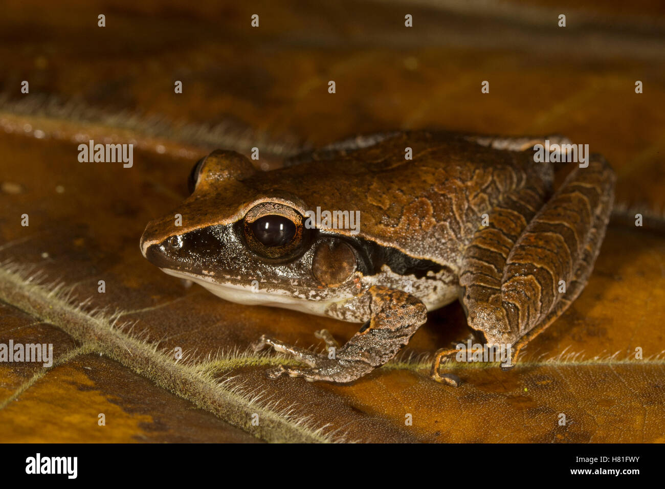 Tilaran Robber Frog (Craugastor mimus), northern Costa Rica Stock Photo ...