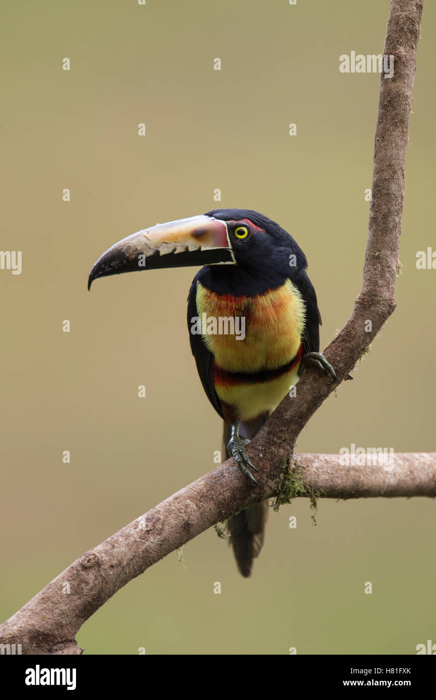Collared Aracari (Pteroglossus torquatus), northern Costa Rica Stock ...
