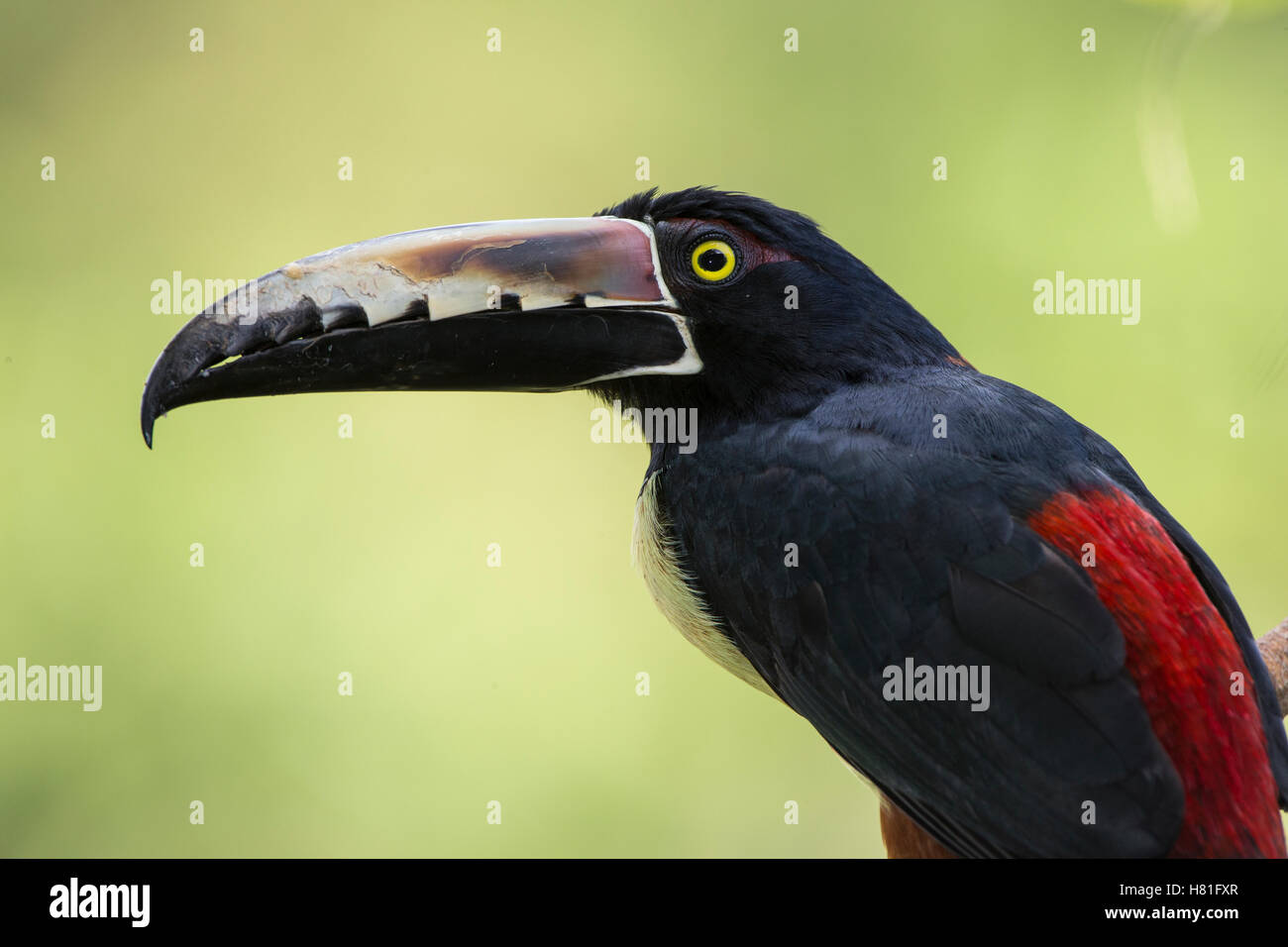 Collared Aracari (Pteroglossus torquatus), northern Costa Rica Stock ...