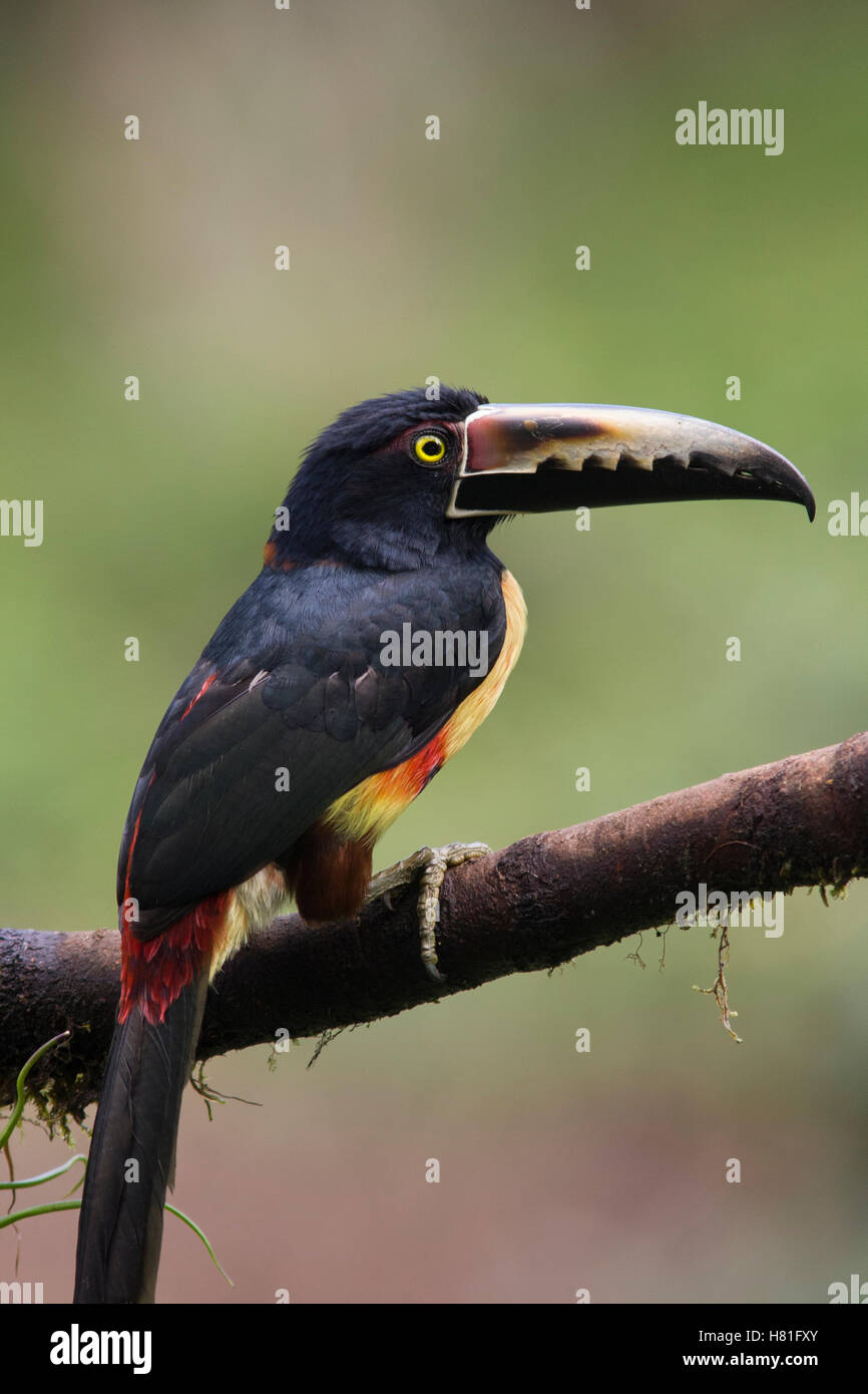Collared Aracari (Pteroglossus torquatus), northern Costa Rica Stock ...