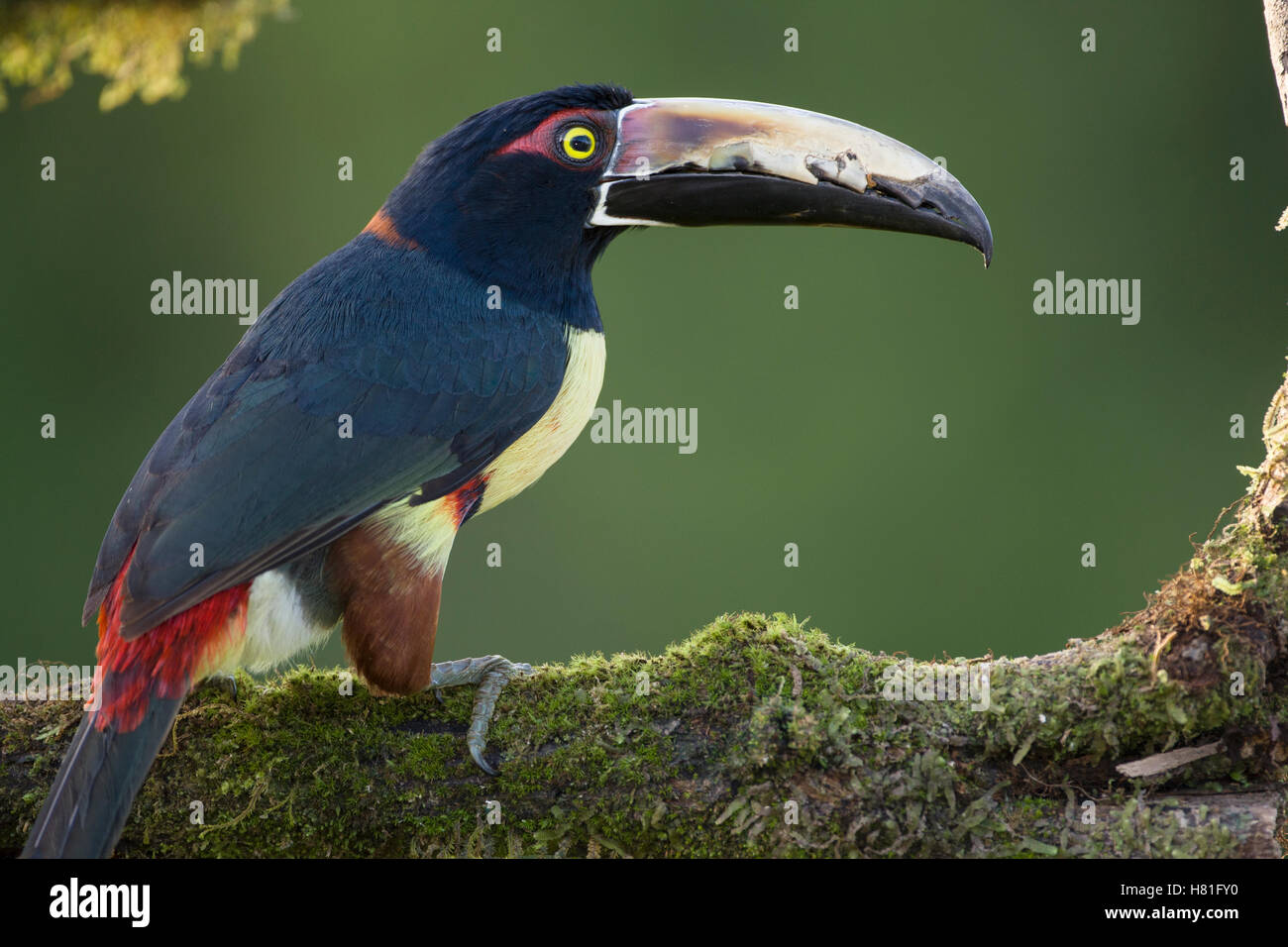 Collared Aracari (Pteroglossus torquatus), northern Costa Rica Stock ...