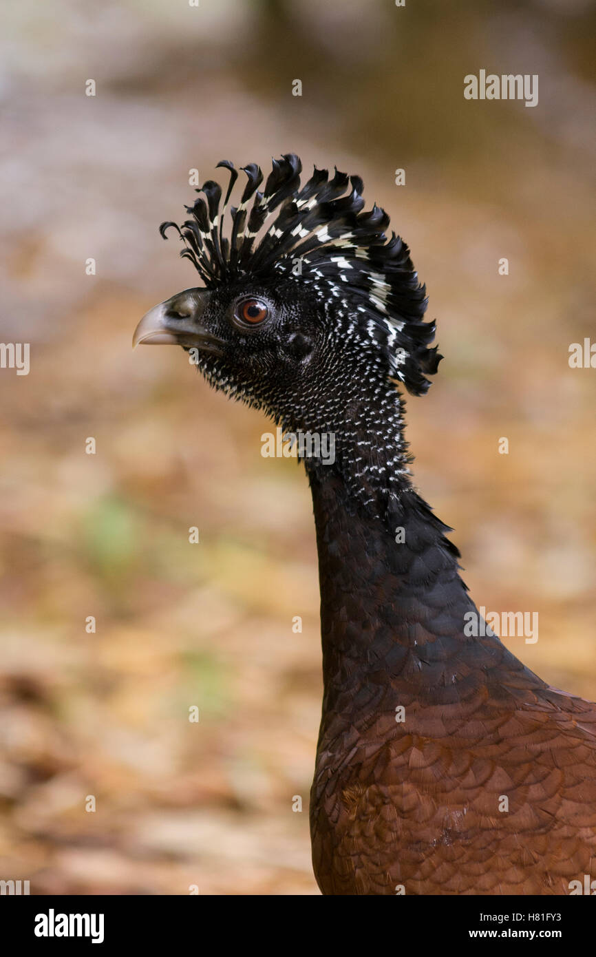 Great Curassow (Crax rubra) female, Osa Peninsula, Costa Rica Stock ...