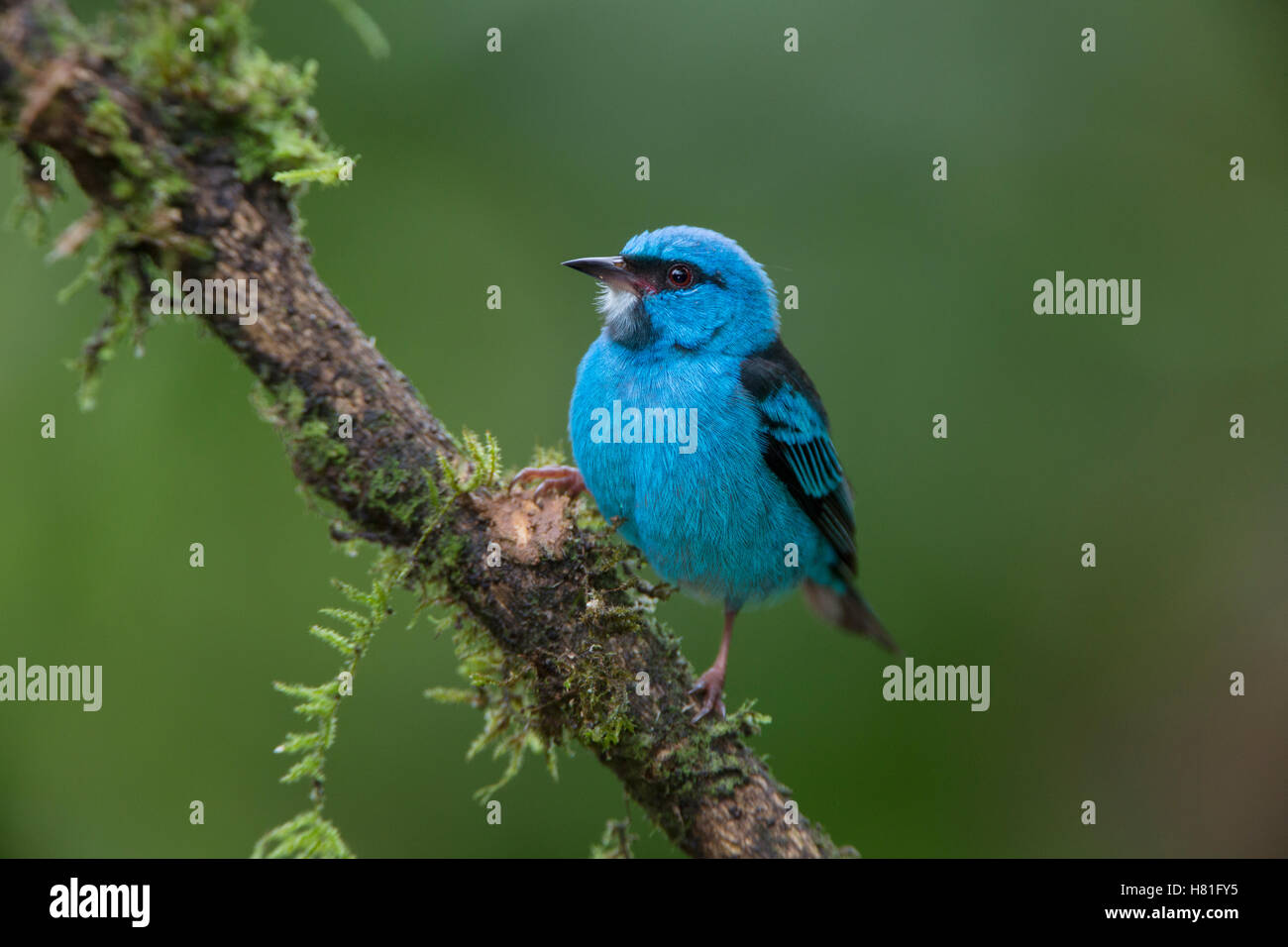 Blue Dacnis (Dacnis cayana) male, northern Costa Rica Stock Photo - Alamy