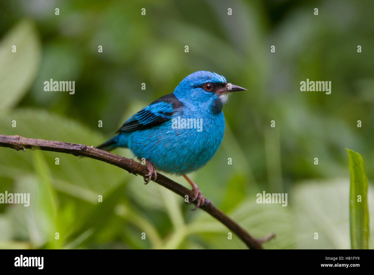 Blue Dacnis (Dacnis cayana) male, northern Costa Rica Stock Photo - Alamy