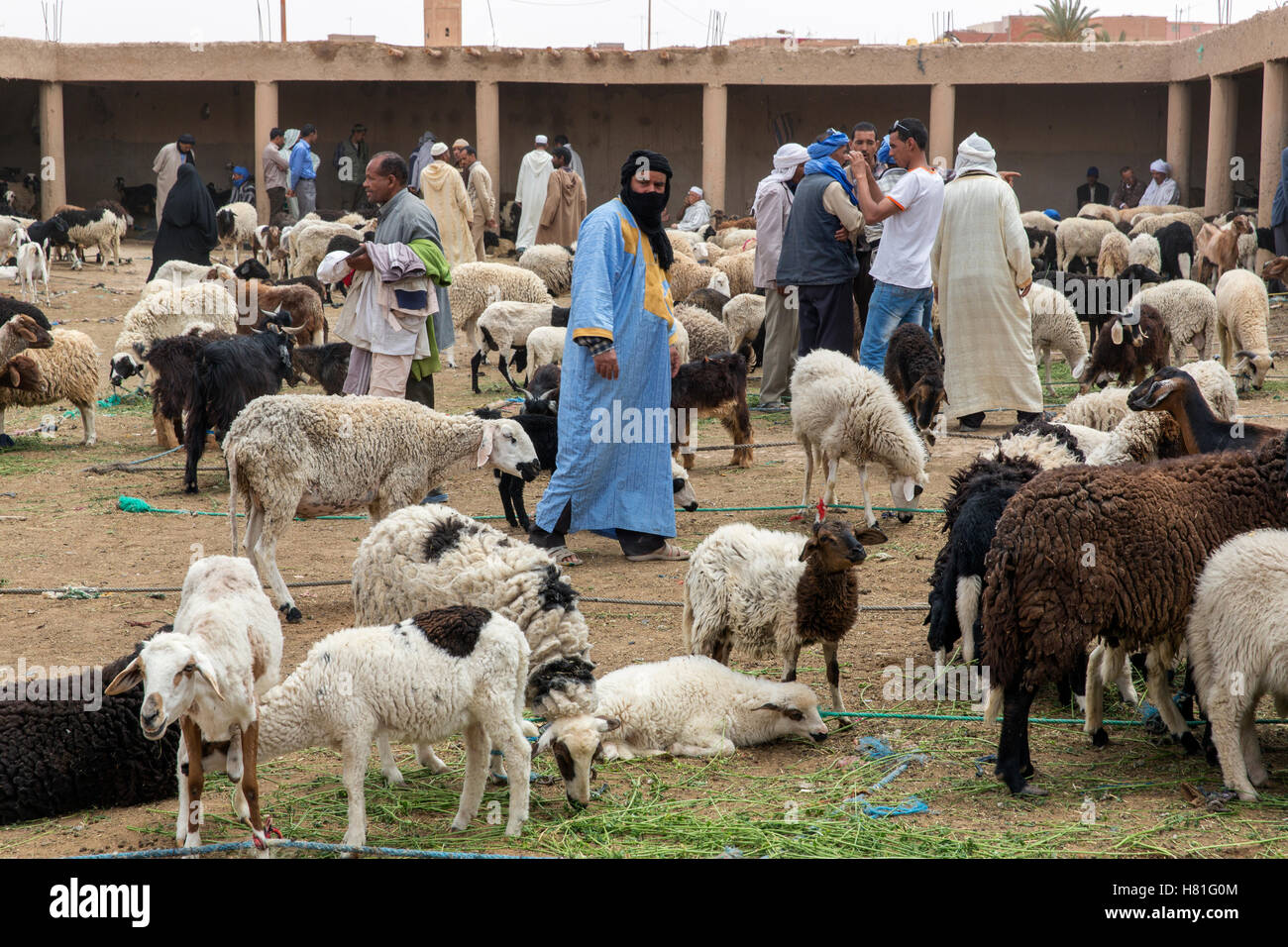 open air market for a sheep auction Stock Photo - Alamy