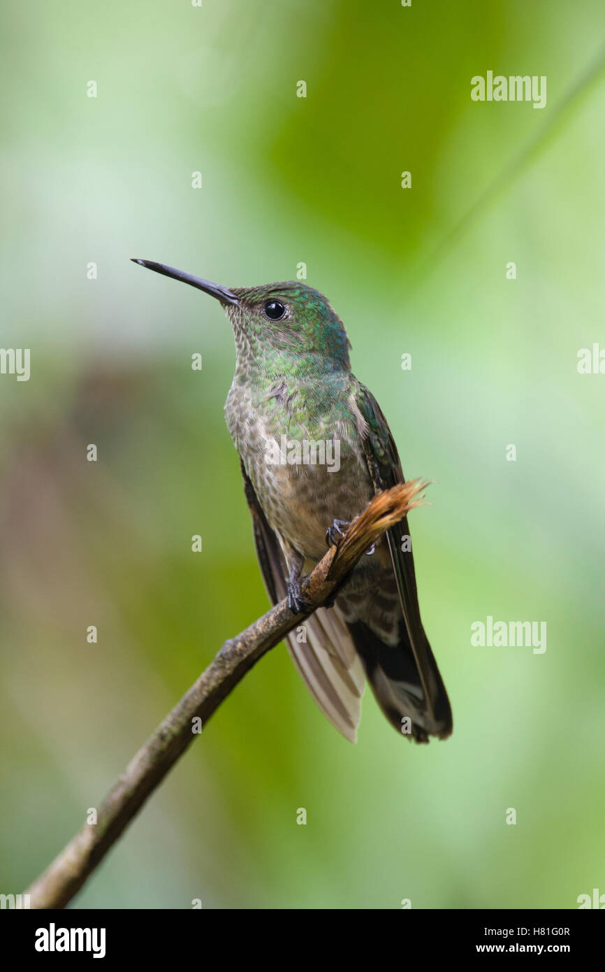 Scaly-breasted Hummingbird (Phaeochroa cuvierii), northern Costa Rica Stock Photo - Alamy