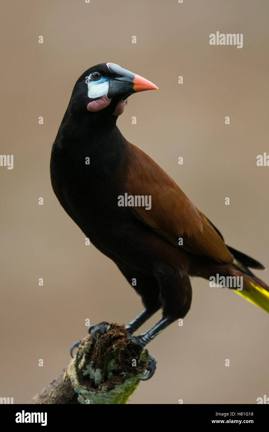 Montezuma Oropendola (Psarocolius montezuma) female, northern Costa ...
