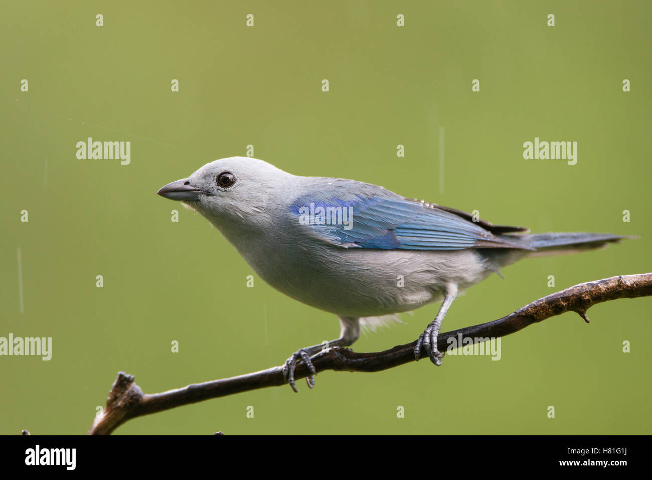 Blue-gray Tanager (Thraupis episcopus), northern Costa Rica Stock Photo ...