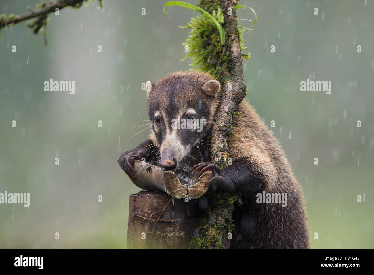 Coatimundi (Nasua nasua) foraging in rain, northern Costa Rica Stock ...