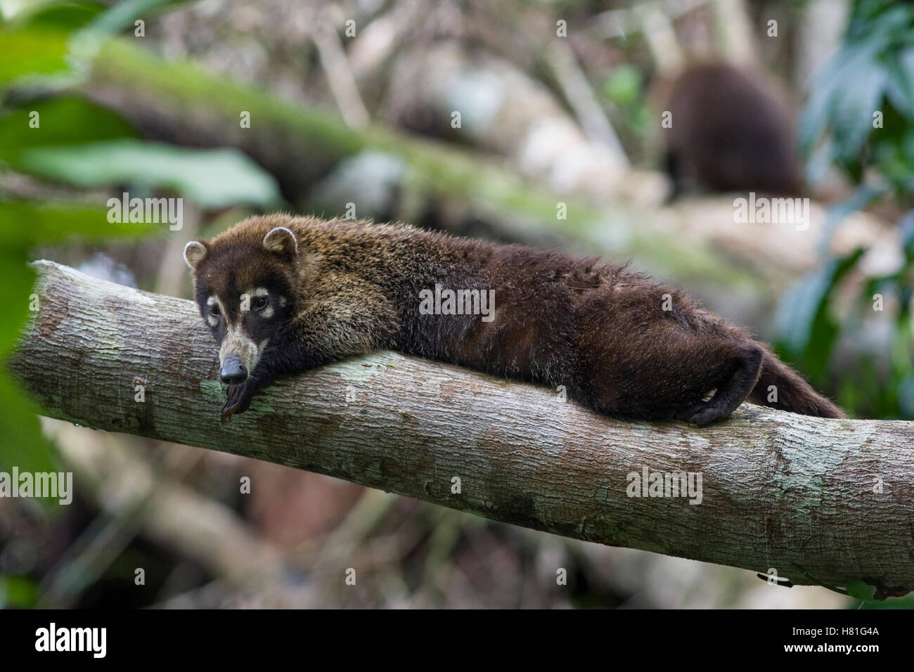 Coatimundi (Nasua nasua) resting in tree, northern Costa Rica Stock ...
