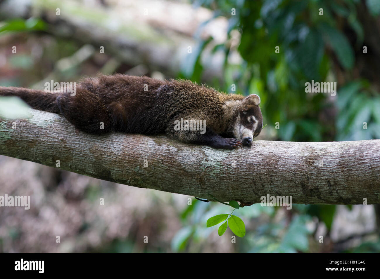 Coatimundi (Nasua nasua) resting in tree, northern Costa Rica Stock ...