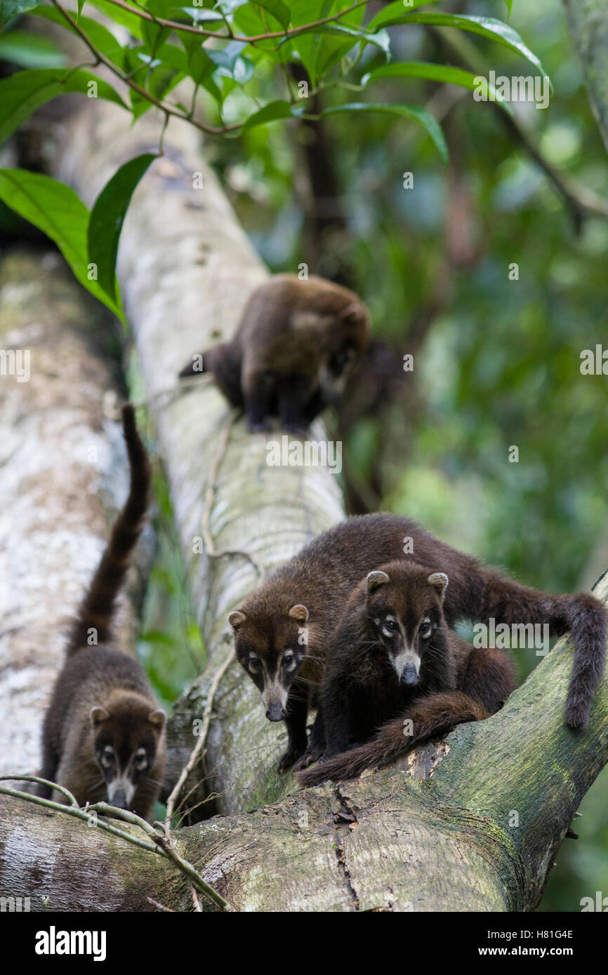 Coatimundi (Nasua nasua) group in tree, northern Costa Rica Stock Photo ...