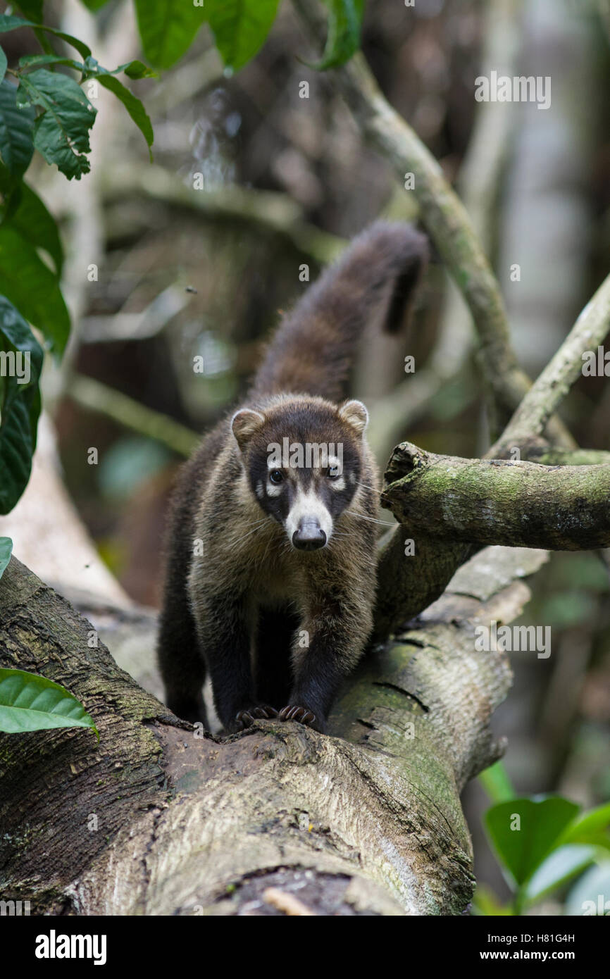 Coatimundi (Nasua nasua) in tree, northern Costa Rica Stock Photo - Alamy