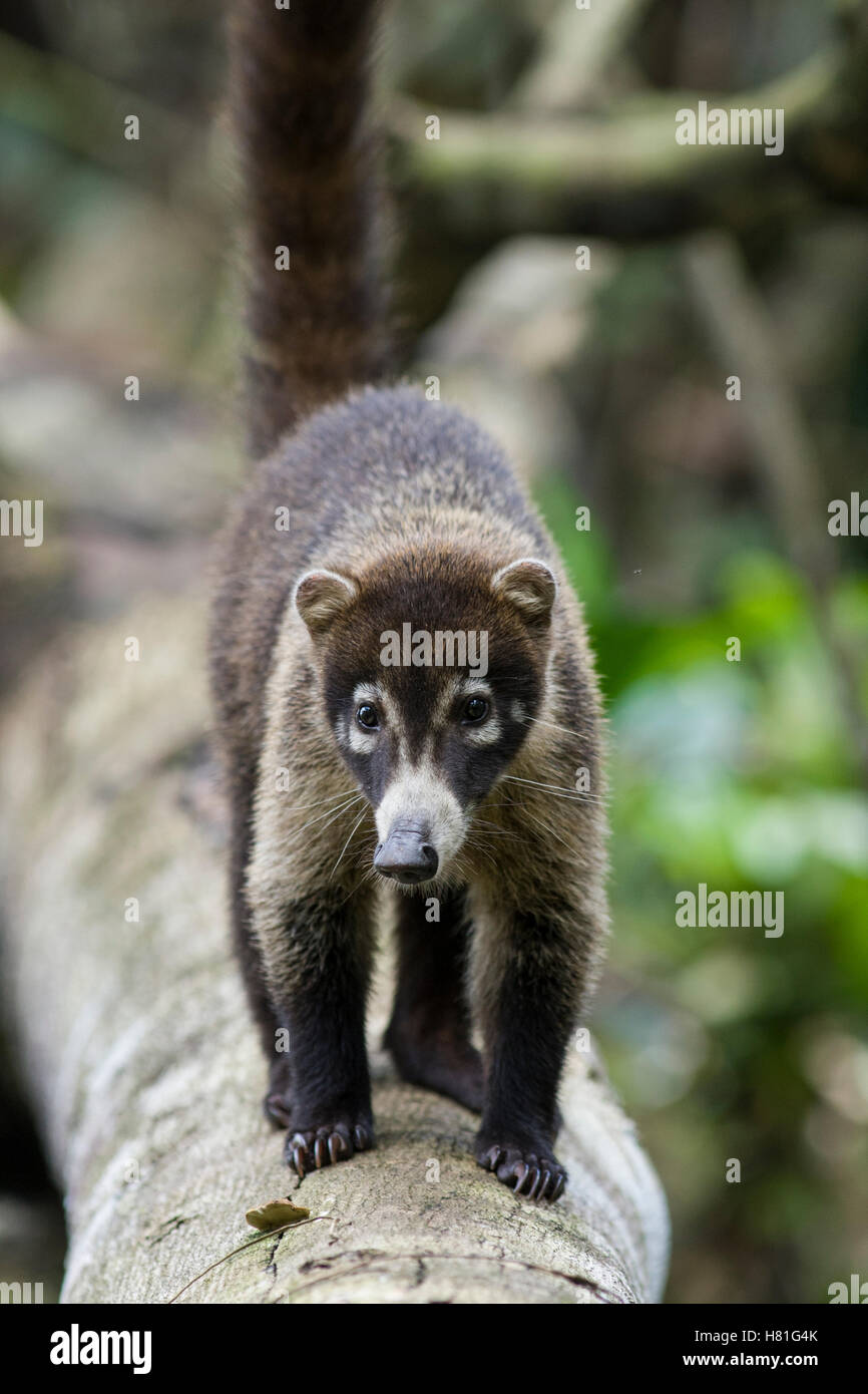 Coatimundi (Nasua nasua) in tree, northern Costa Rica Stock Photo - Alamy