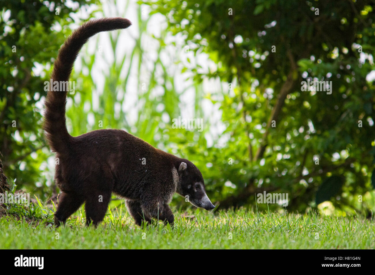 Coatimundi (Nasua nasua), Osa Peninsula, Costa Rica Stock Photo - Alamy