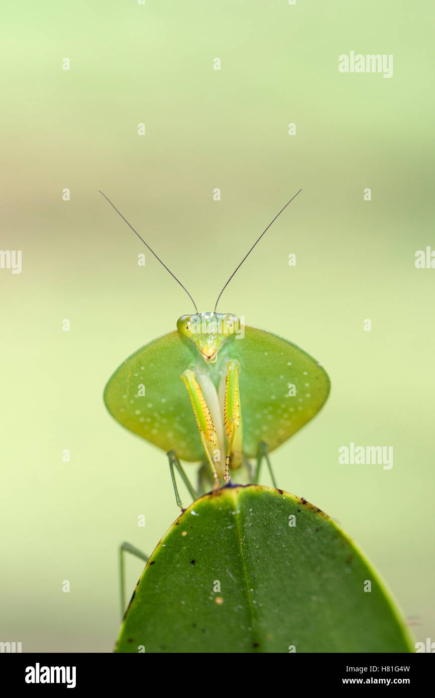 Peruvian Shield Mantis (Choeradodis rhombicollis), northern Costa Rica ...