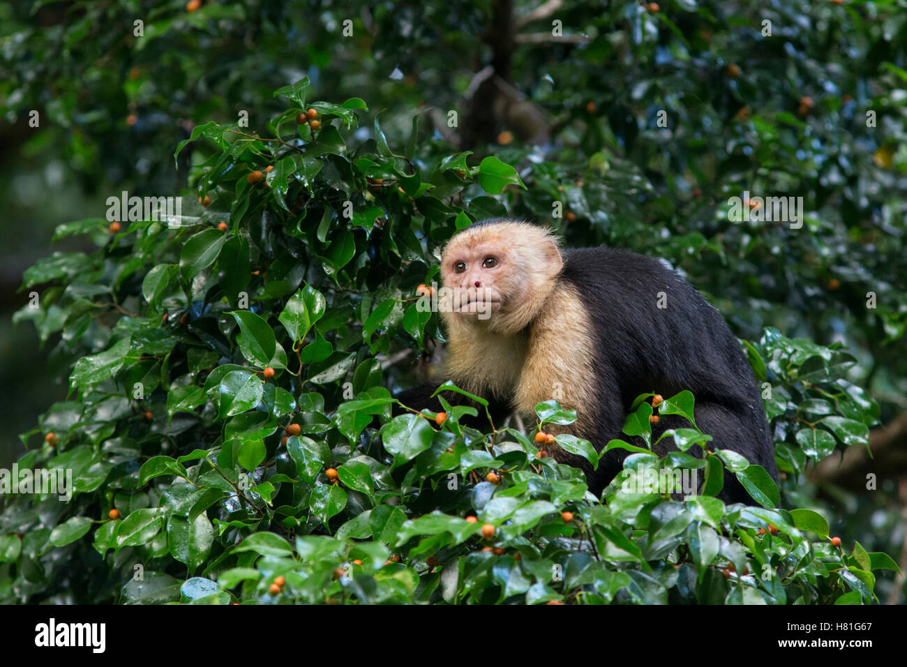 White-faced Capuchin (Cebus capucinus) male, Osa Peninsula, Costa Rica ...