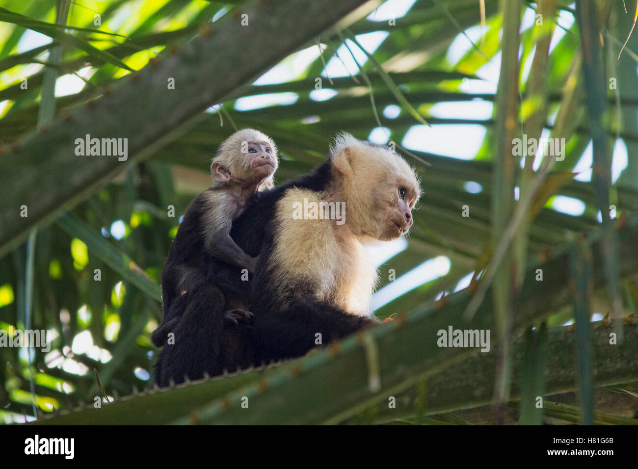 White-faced Capuchin (Cebus capucinus) mother and baby in palm tree ...